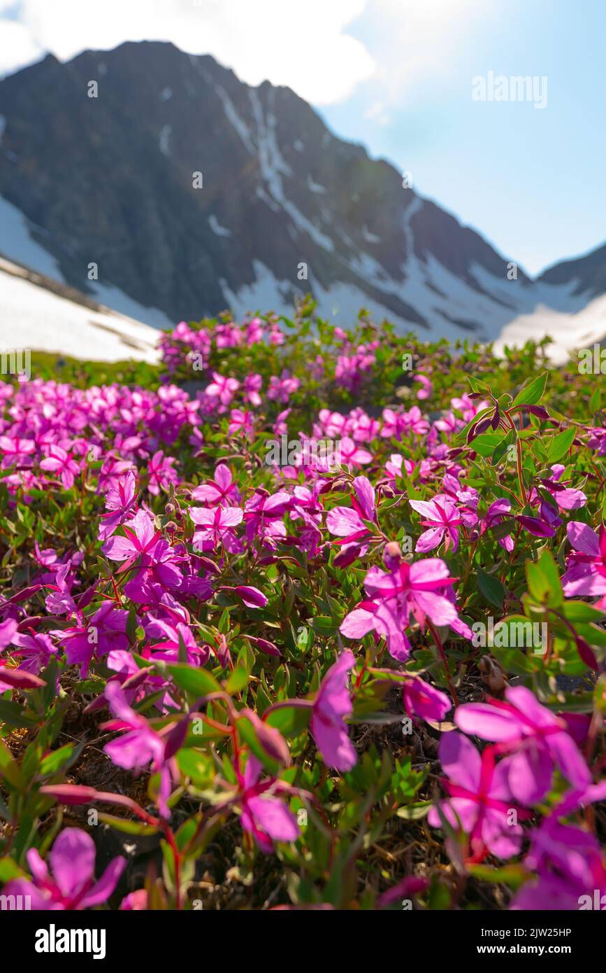 Incredible bright pink & purple wild flower scenes in northern Canada ...
