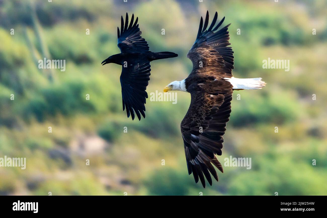 Eagle and the crow hi-res stock photography and images - Alamy