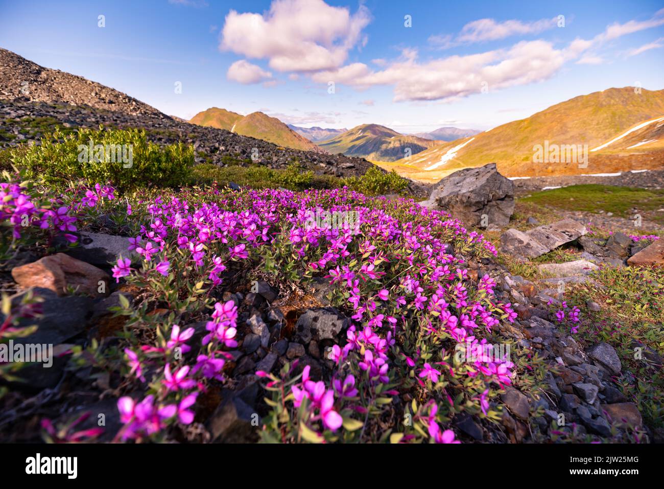 Stunning summertime views in Yukon Territory with bright pink dwarf ...