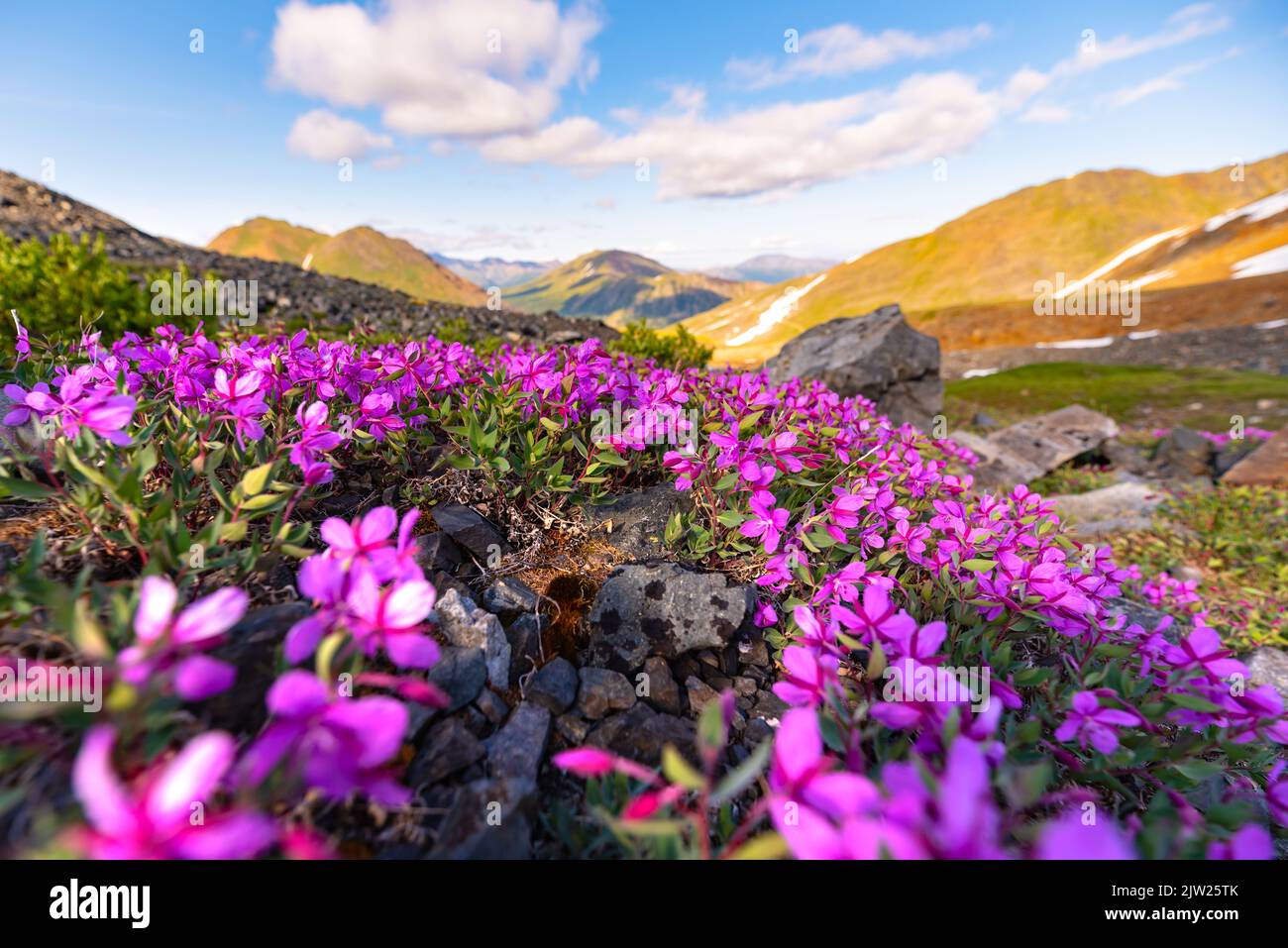 Incredible bright pink & purple wild flower scenes in northern Canada ...