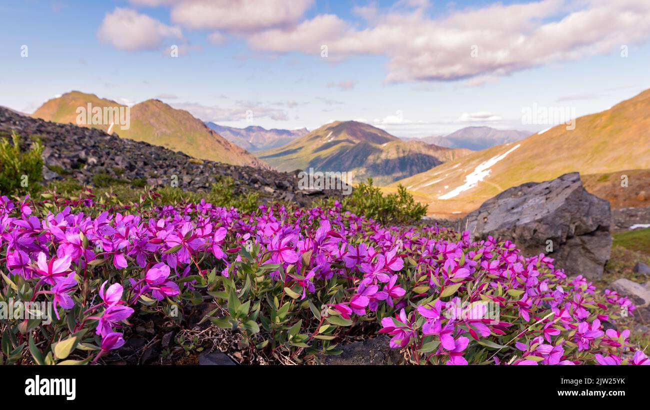Incredible bright pink & purple wild flower scenes in northern Canada ...