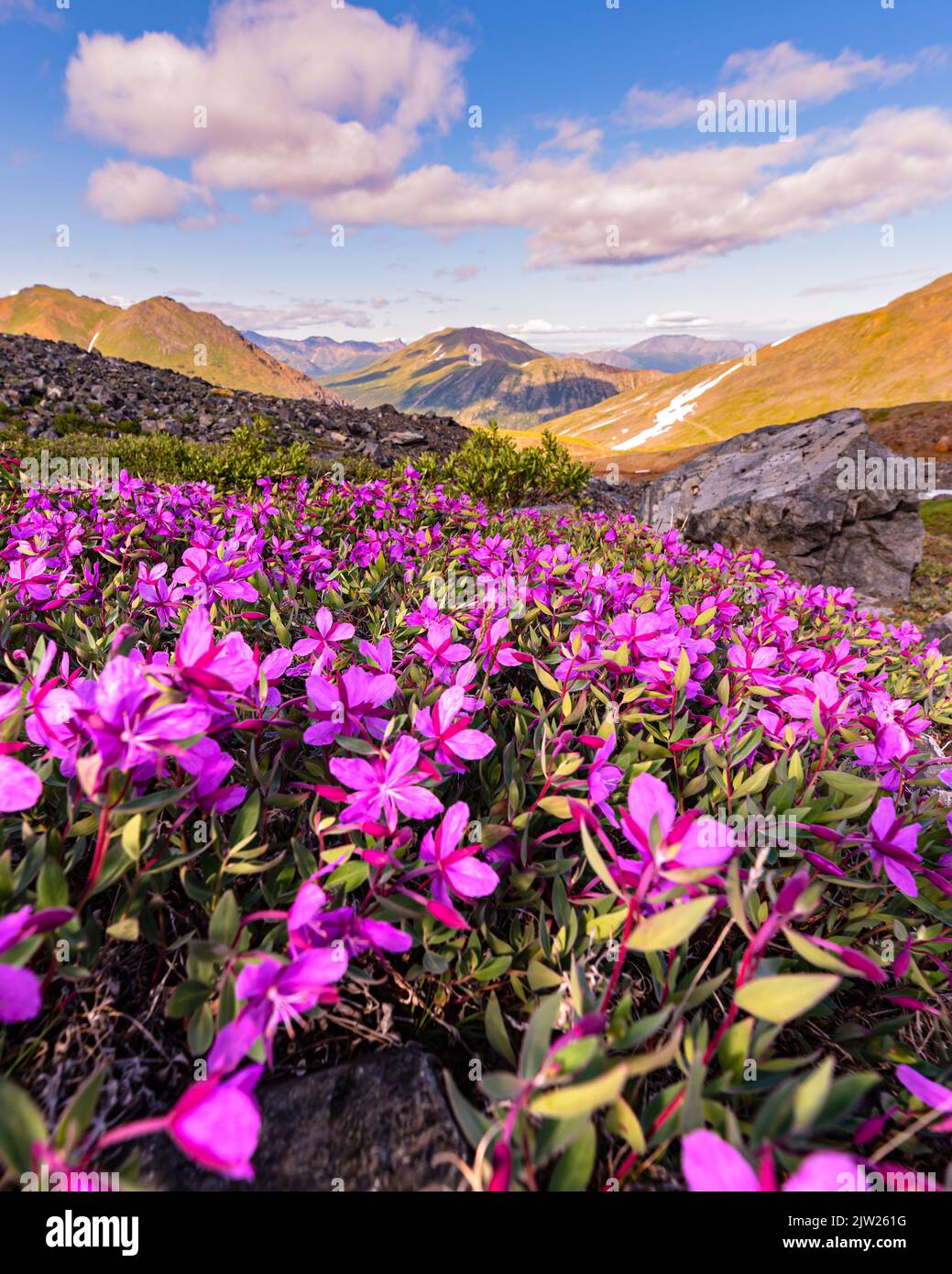 Stunning summertime views in Yukon Territory with bright pink dwarf ...