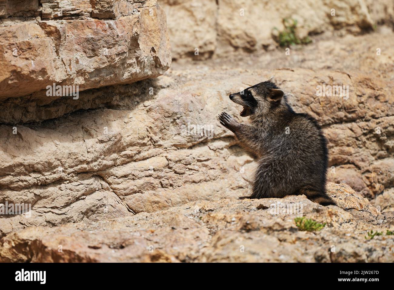 Wild Raccoon. Procyon lotor. Funny young raccoon live and play on a ...