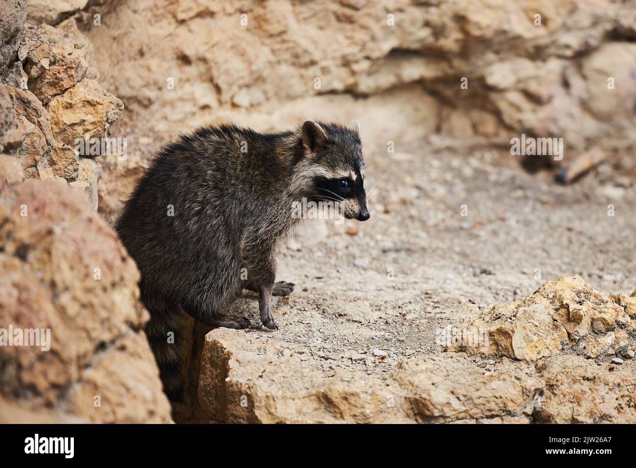 Wild Raccoon. Procyon lotor. Funny young raccoon live and play on a ...