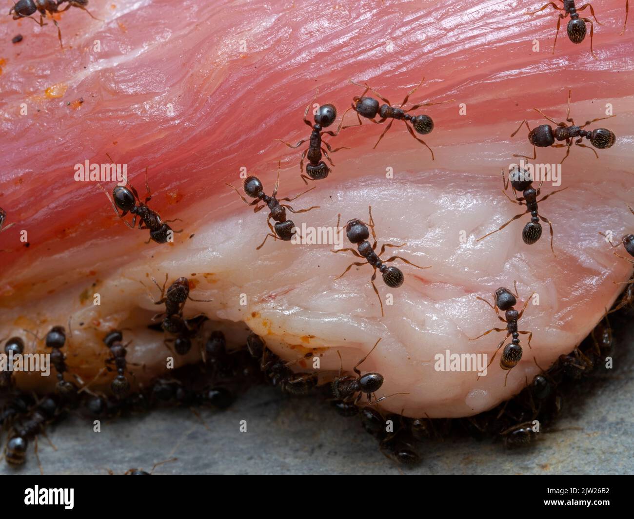 Pavement ants (Tetramorium immigrans) crawling on a piece of fatty raw ...