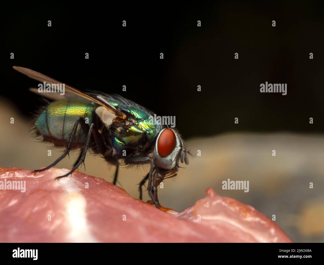 side view of a colorful greenbottle blowfly, Lucilia sericata, feeding ...