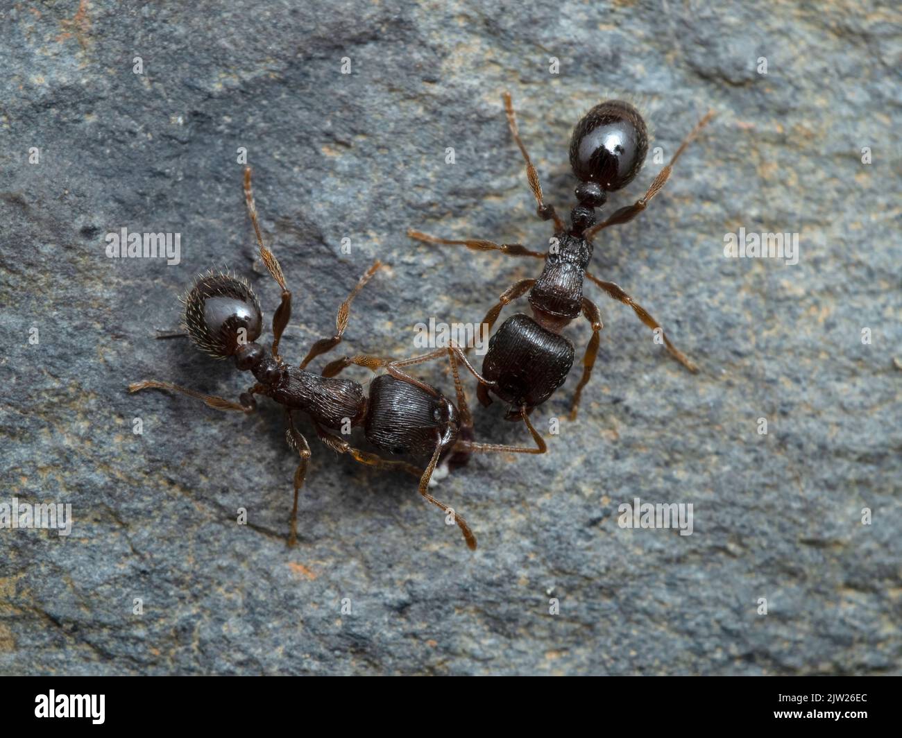 Pavement Ant Queen