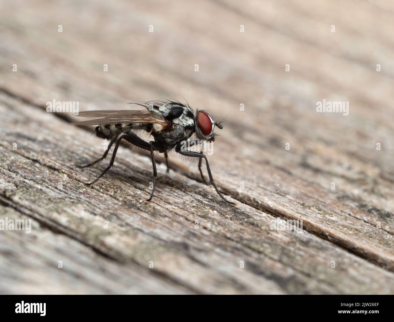 Anthomyiid flies hi-res stock photography and images - Alamy