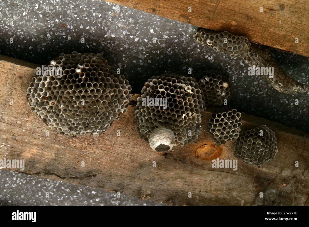 close-up of a wasp insect nest. dangerous insects near a person Stock ...
