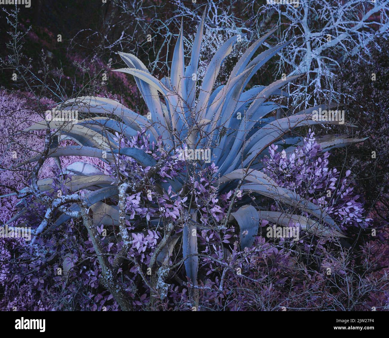 A scenic view of a green aloe vera plant with huge leaves in a rural ...