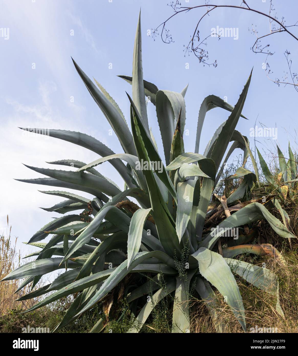 A scenic view of a green aloe vera plant with huge leaves in a rural ...