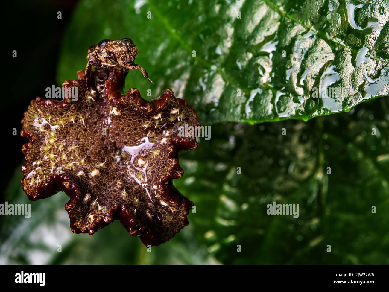 Hairy Chafer scarab on the seed pod of Congo fig Stock Photo - Alamy