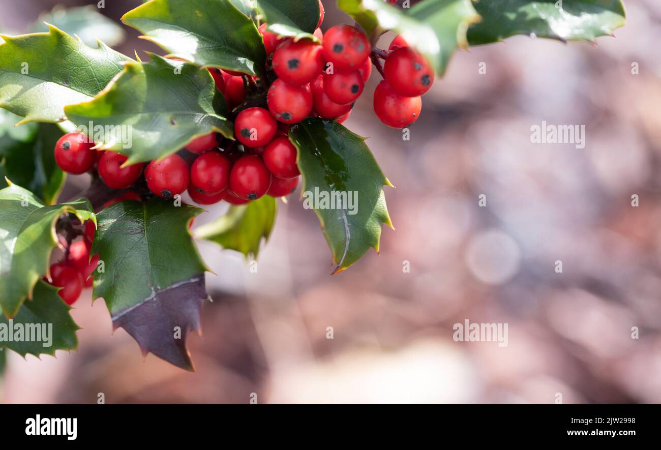 A sprig of holly with green leaves and red berries in the rays of the ...
