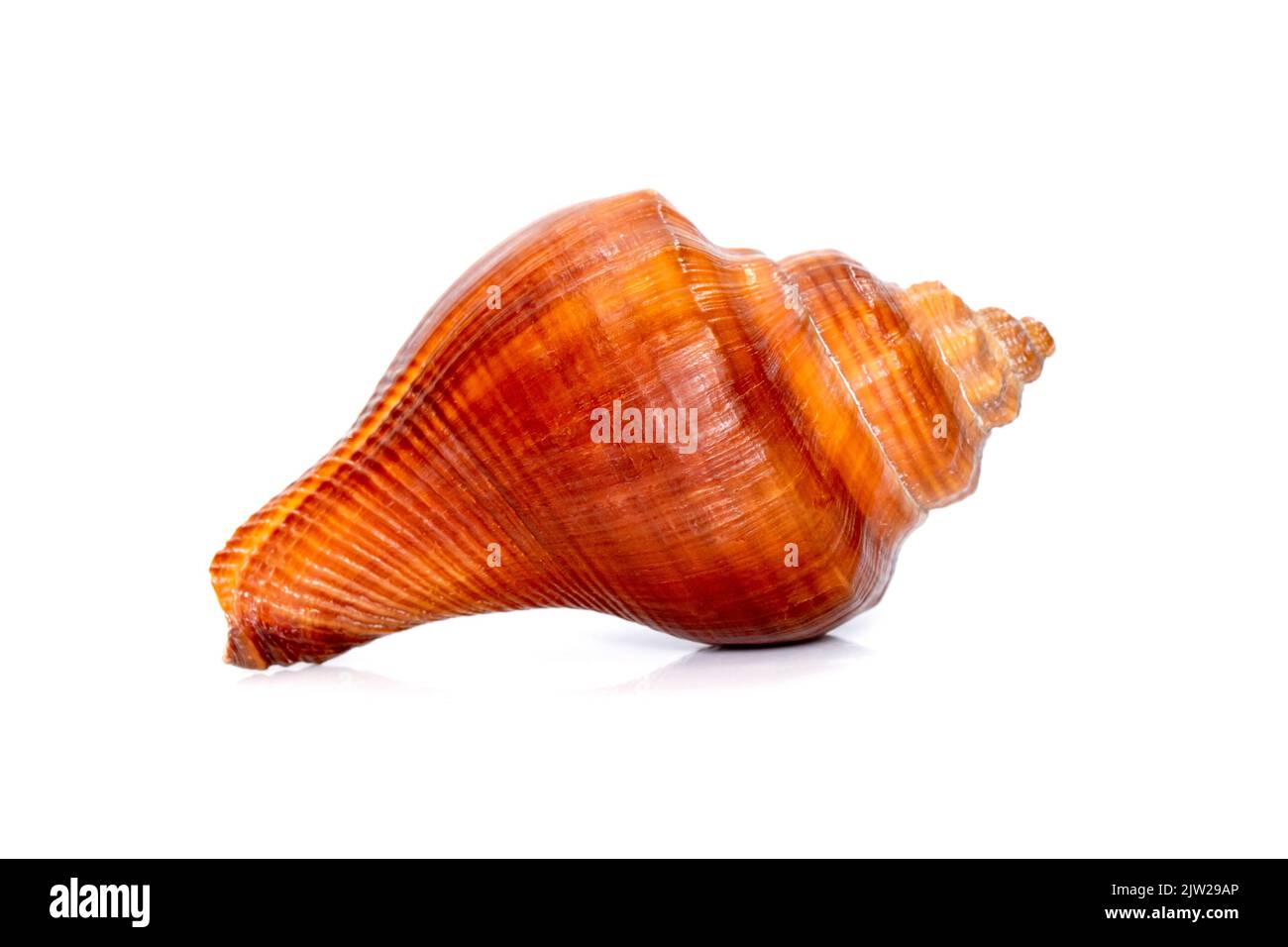 Image of pugilina cochlidium (Spiral melongena) on a white background ...