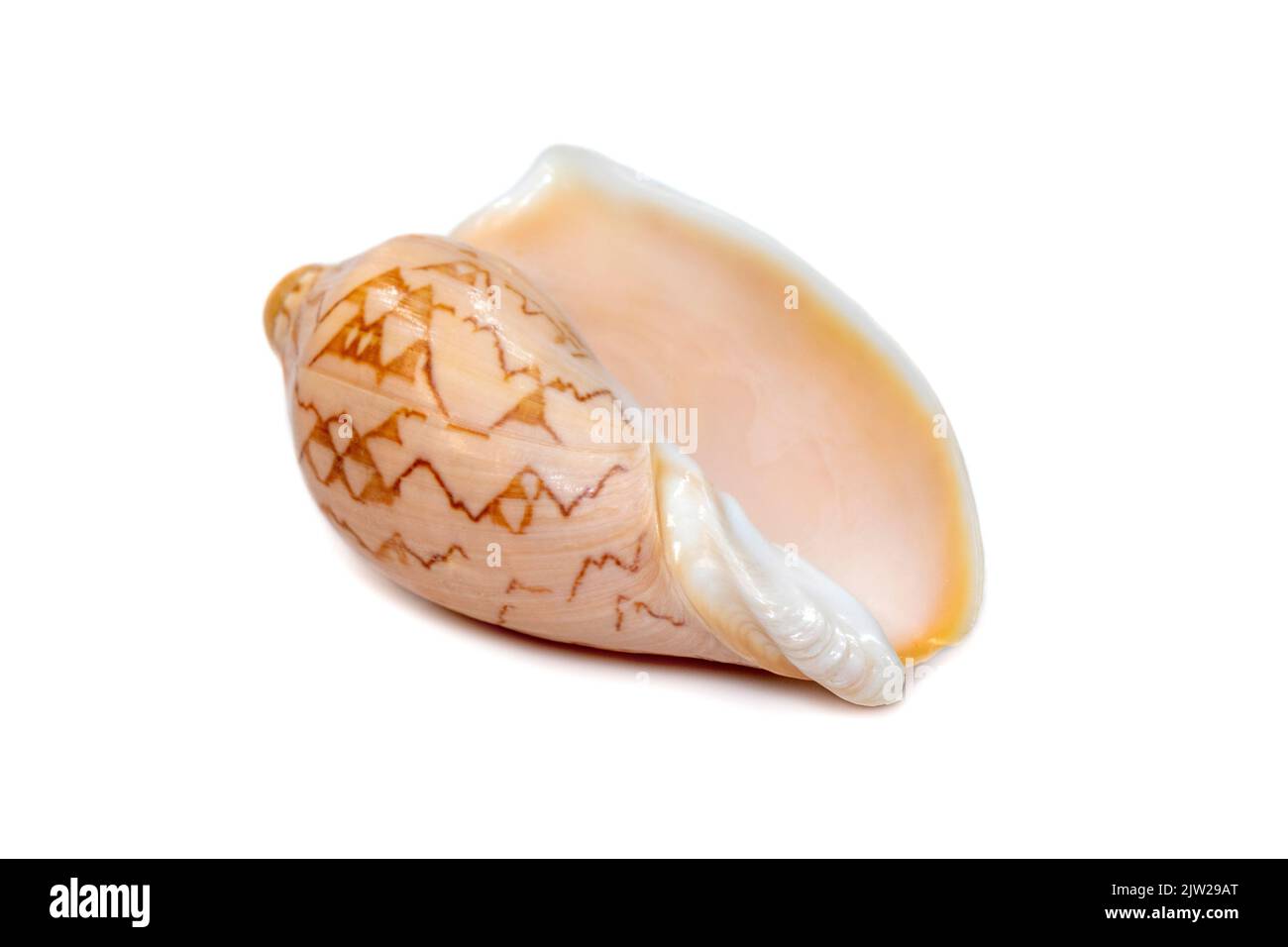 Image of cymbiola nobilis sea shell is a marine gastropod mollusk in ...
