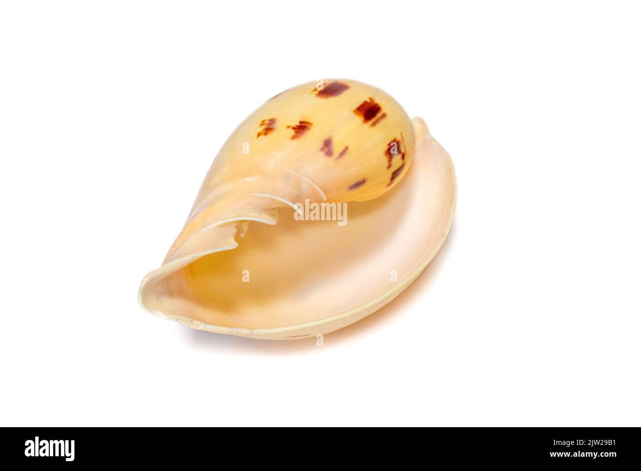 Image of seashells melo melo on a white background. Undersea Animals ...