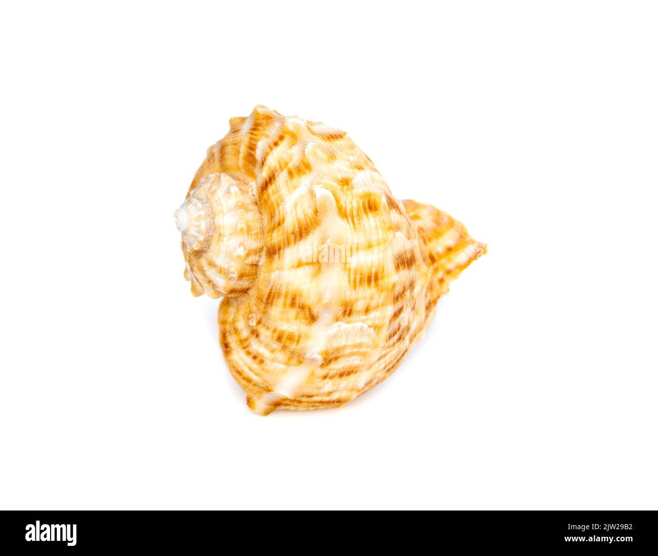 Image of seashell rapana rapiformis on a white background. Undersea ...