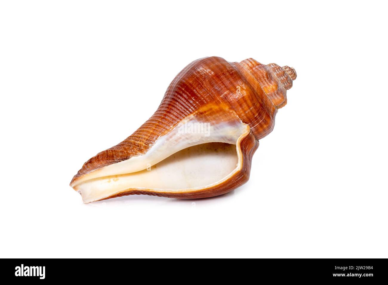 Volegalea cochlidium hi-res stock photography and images - Alamy