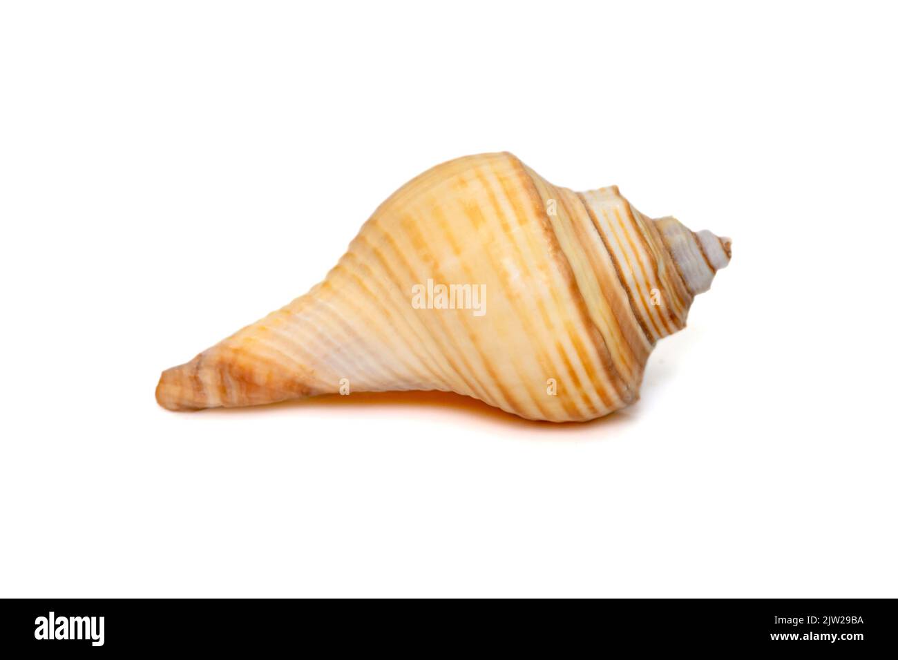 Image of hemifusus sea shells a genus of marine gastropod mollusks in ...