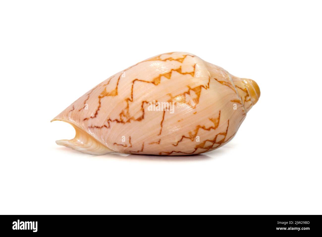 Image of cymbiola nobilis sea shell is a marine gastropod mollusk in ...