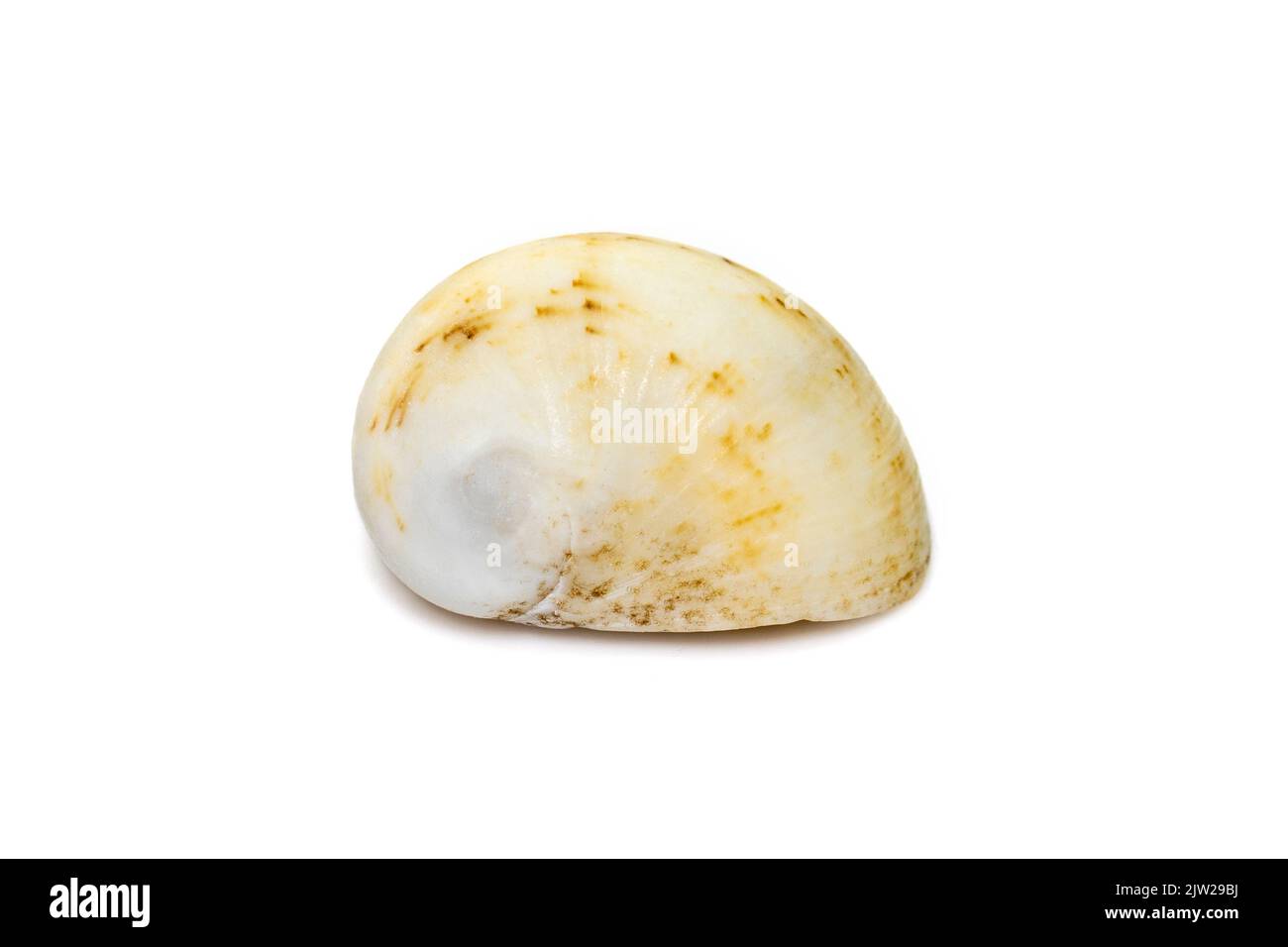 Snails mouth Cut Out Stock Images & Pictures - Alamy