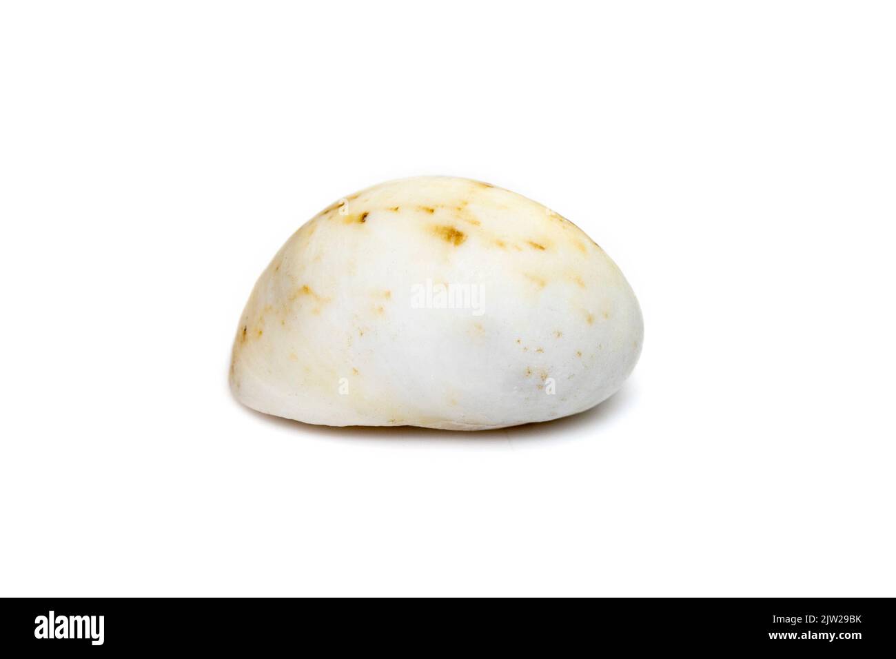 Nerita is a genus of medium-sized to small sea snails with a gill and ...