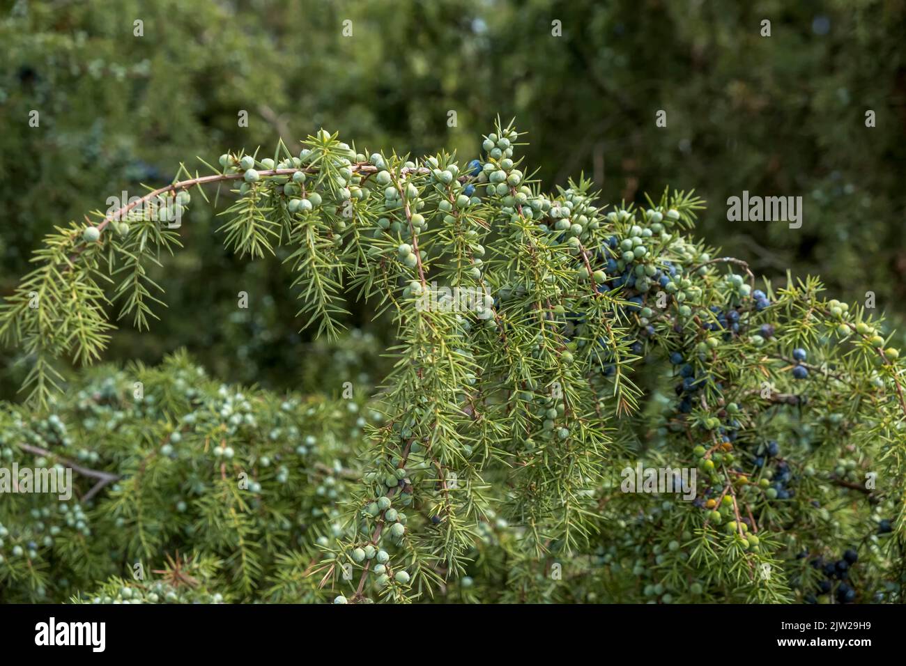 Common juniper (Juniperus communis), juniper bush with ripe and unripe ...