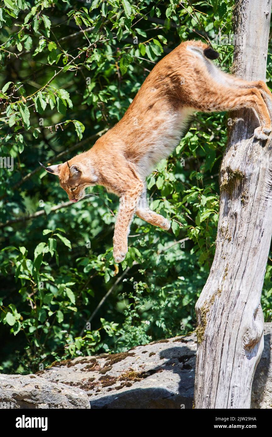 Eurasian lynx (Lynx lynx) jumping from a tree, captive, Bavaria ...