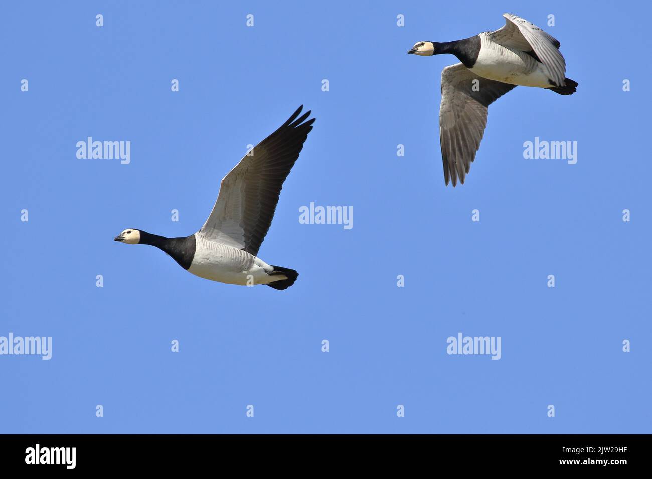 Barnacle geese (Branta leucopsis), flying, flight photo, Bieslicher ...