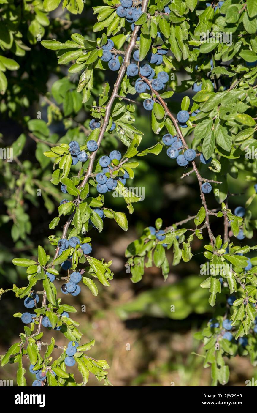 Blackthorn (prunus spinosa) or sloe tree, twigs with fruit ...