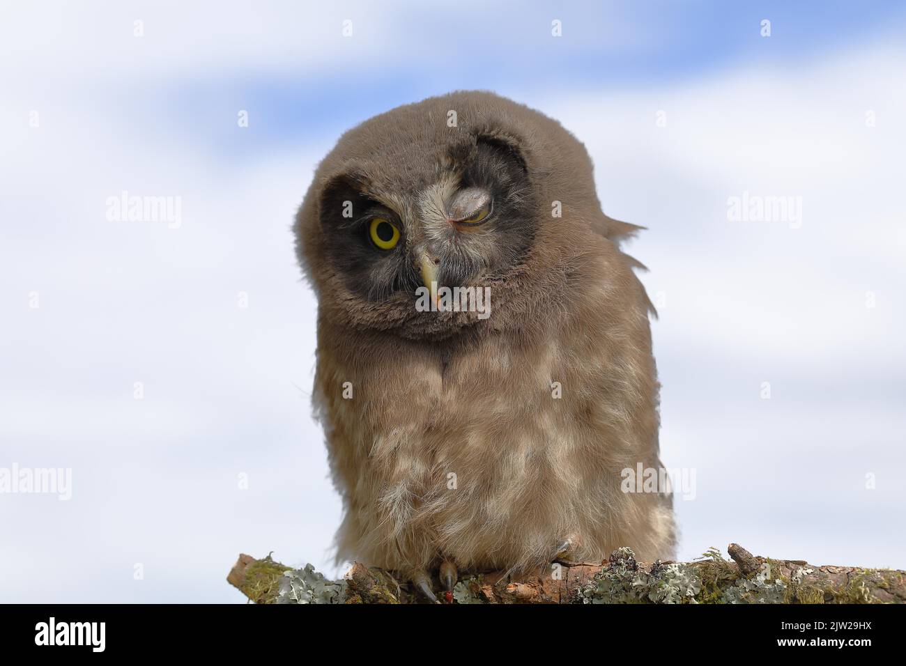 Tengmalm's Owl (Aegolius funereus), young bird sitting on a branch and ...