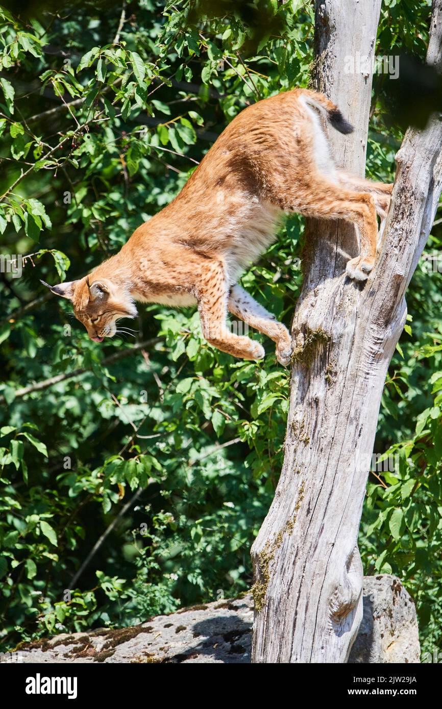 Eurasian lynx (Lynx lynx) jumping from a tree, captive, Bavaria ...