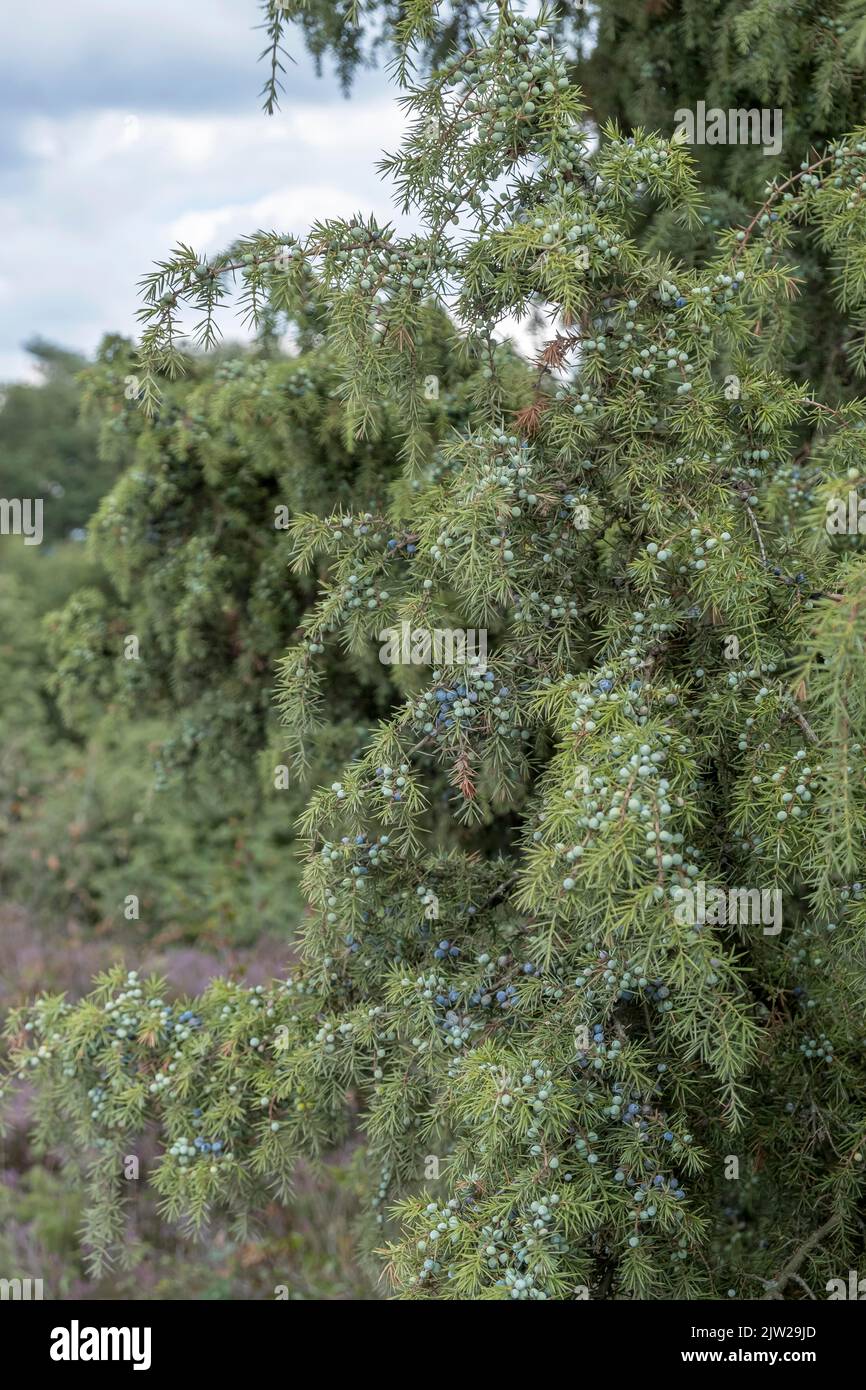 Juniper bush hi-res stock photography and images - Alamy