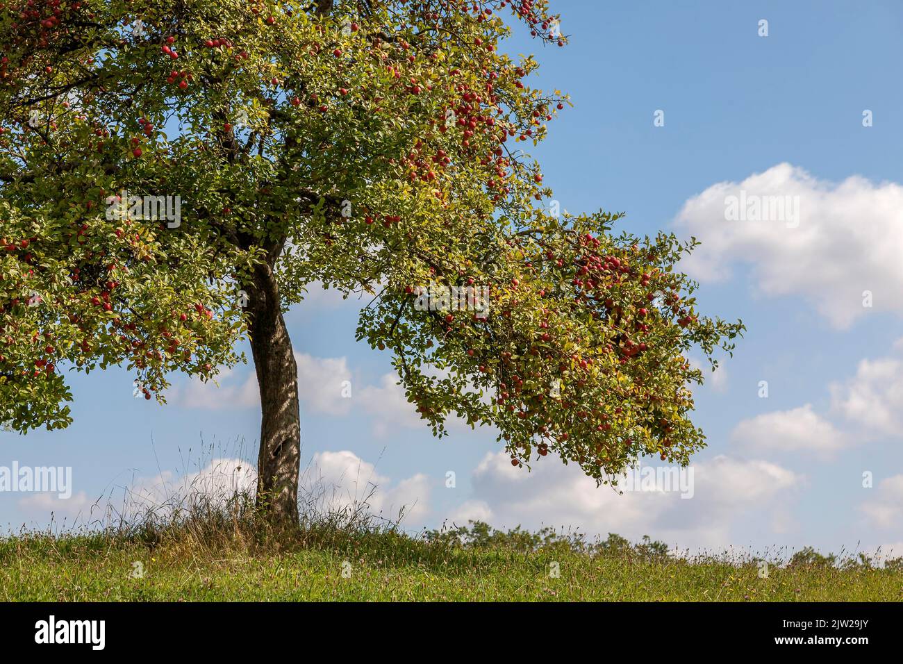 Apple tree (Malus domestica), red apples on tree, Wasgau, Palatinate ...