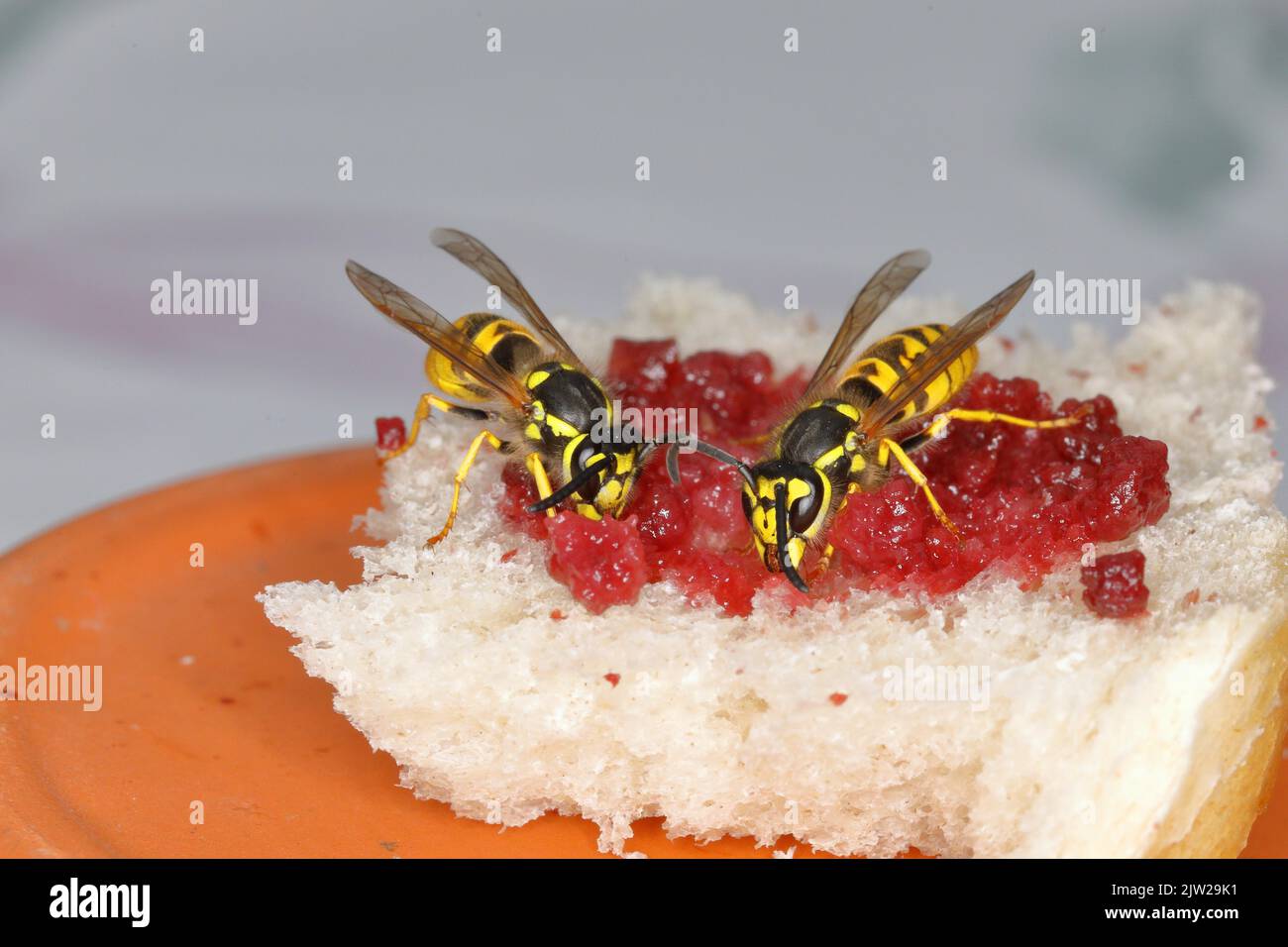 Common wasp (Vespula vulgaris), feeding on a jam sandwich, North Rhine ...