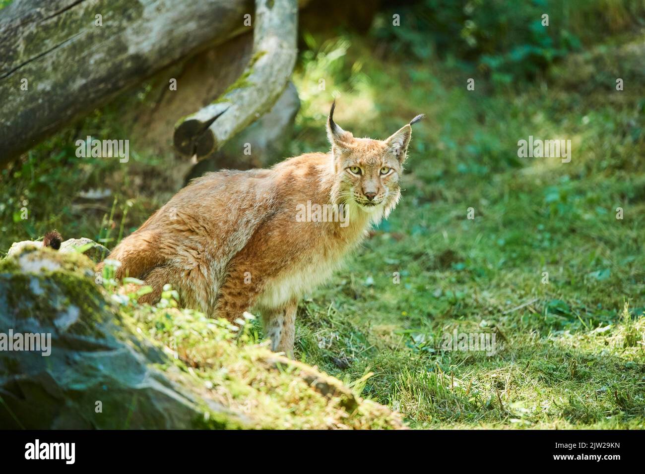 Eurasian lynx (Lynx lynx) in a forest, captive, Hessen, Bavaria ...