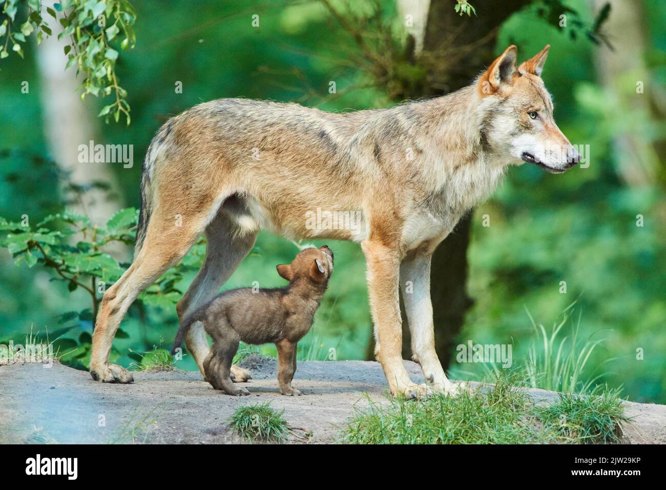 Eurasian wolf (Canis lupus lupus) mother with her youngster in a forest ...