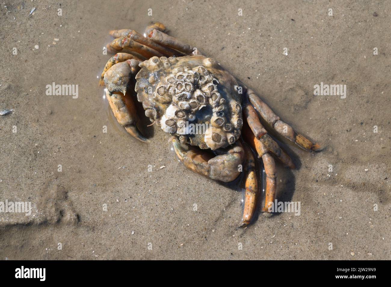Barnacle (Semibalanus balanoides) stung crab (Cancer pagurus), Langeoog ...