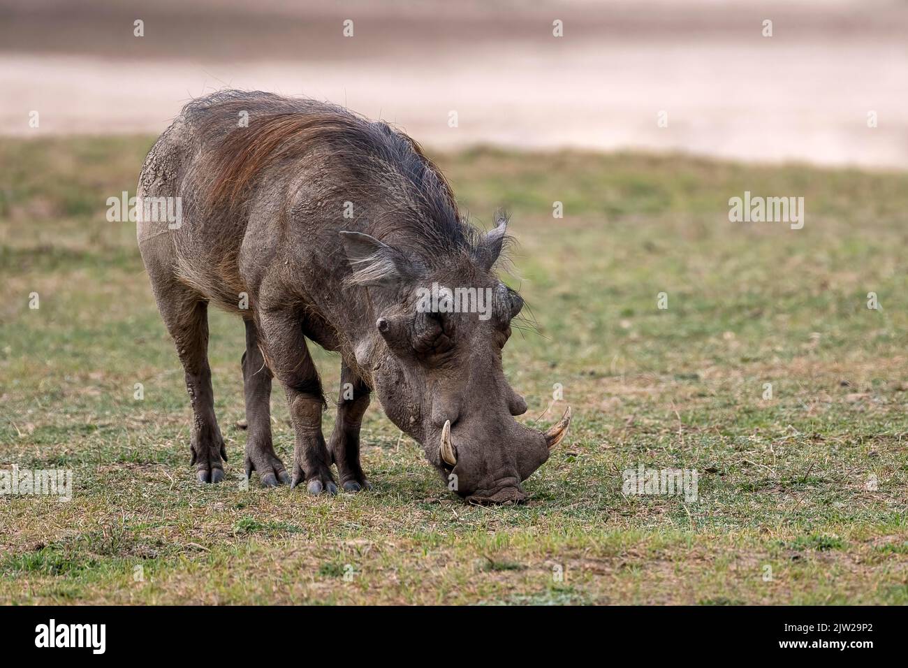 Common warthog (Phacochoerus africanus), male, boar, bitten off tail ...