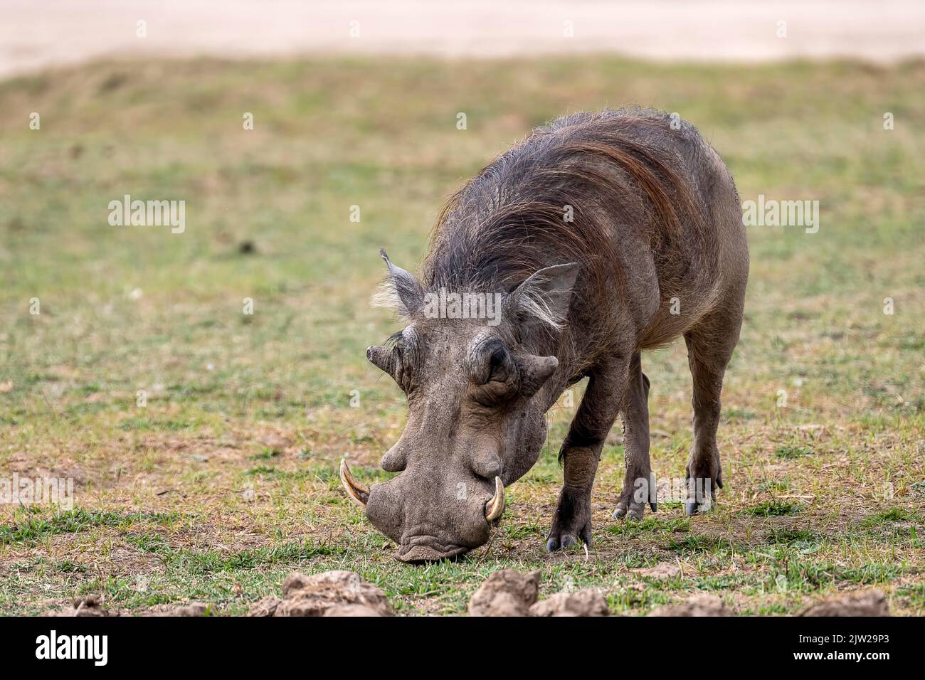 Common warthog (Phacochoerus africanus), male, boar, bitten off tail ...