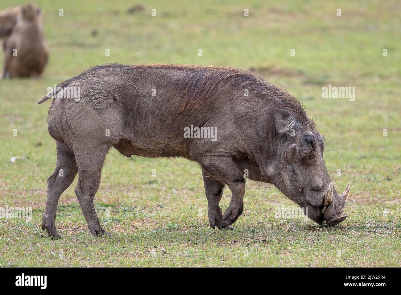 Common warthog (Phacochoerus africanus), male, boar, bitten off tail, feeding, South Luangwa ...
