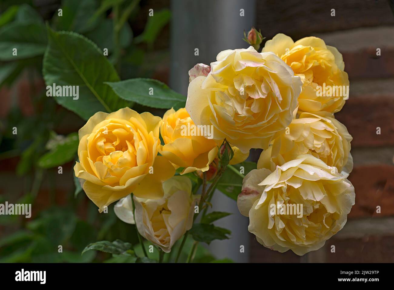 Yellow shrub rose (Rosa), Mecklenburg-Vorpommern, Germany Stock Photo ...
