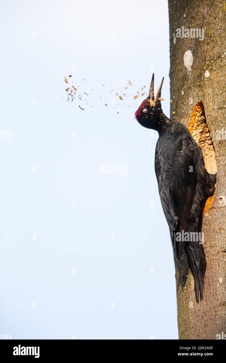 Black Woodpecker (Dryocopus martius) male, at the nest hole, building a ...