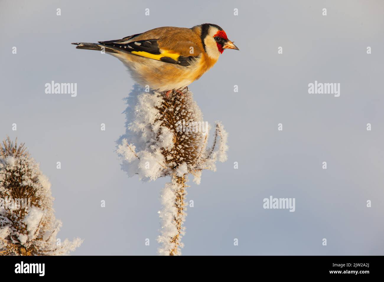 European goldfinch (Carduelis carduelis) on Wild Cardoon (Dipsacus ...