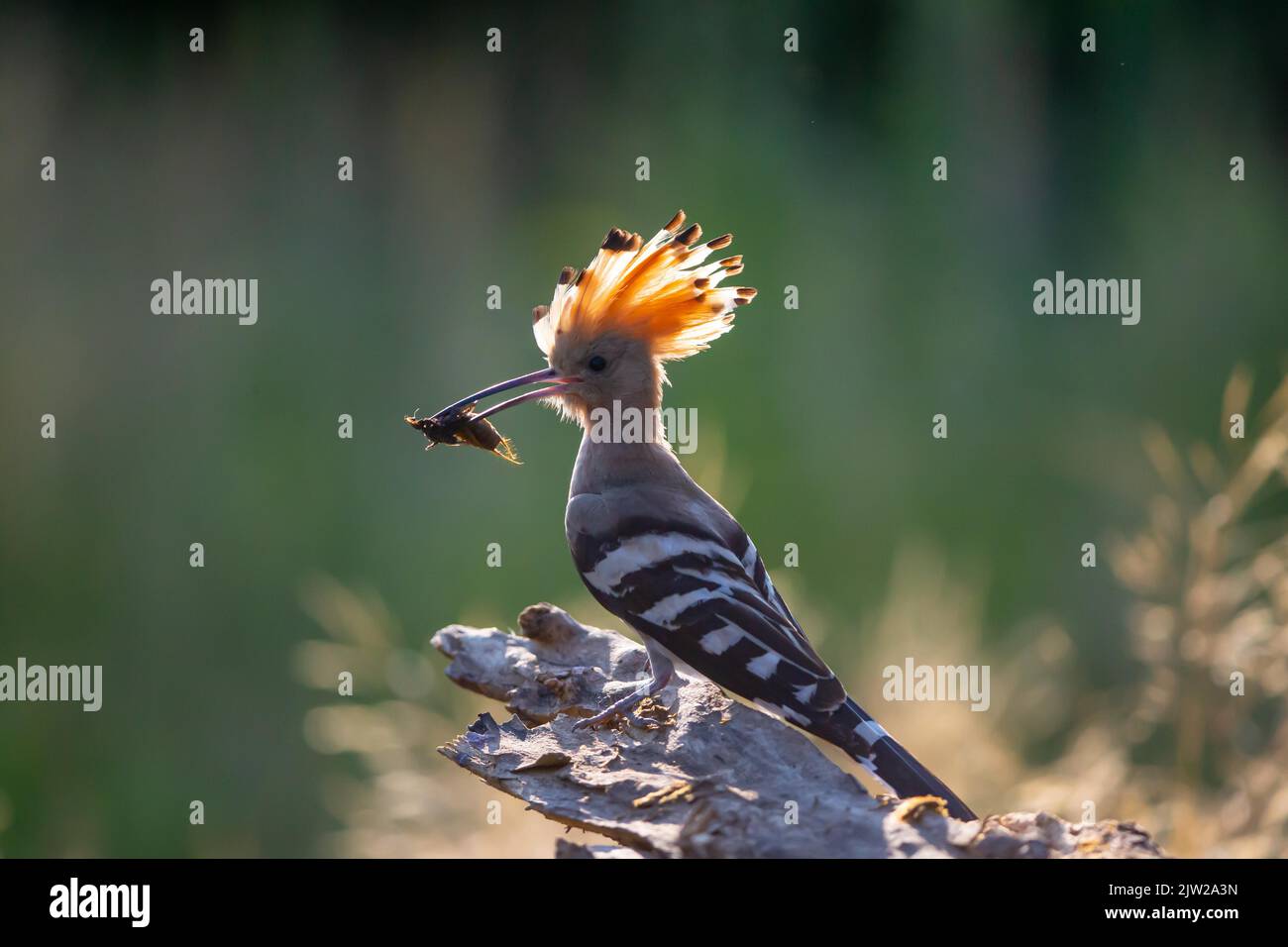 Hoopoe (Upupa epops), adult bird with food, Hungary Stock Photo - Alamy