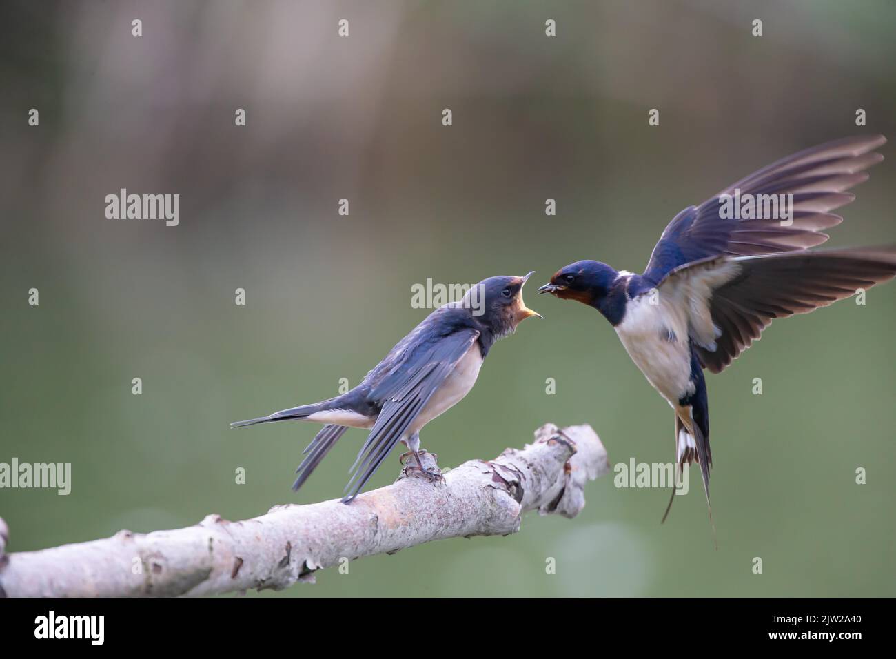Barn swallow (Hirundo rustica) Young bird being fed by flying adult ...