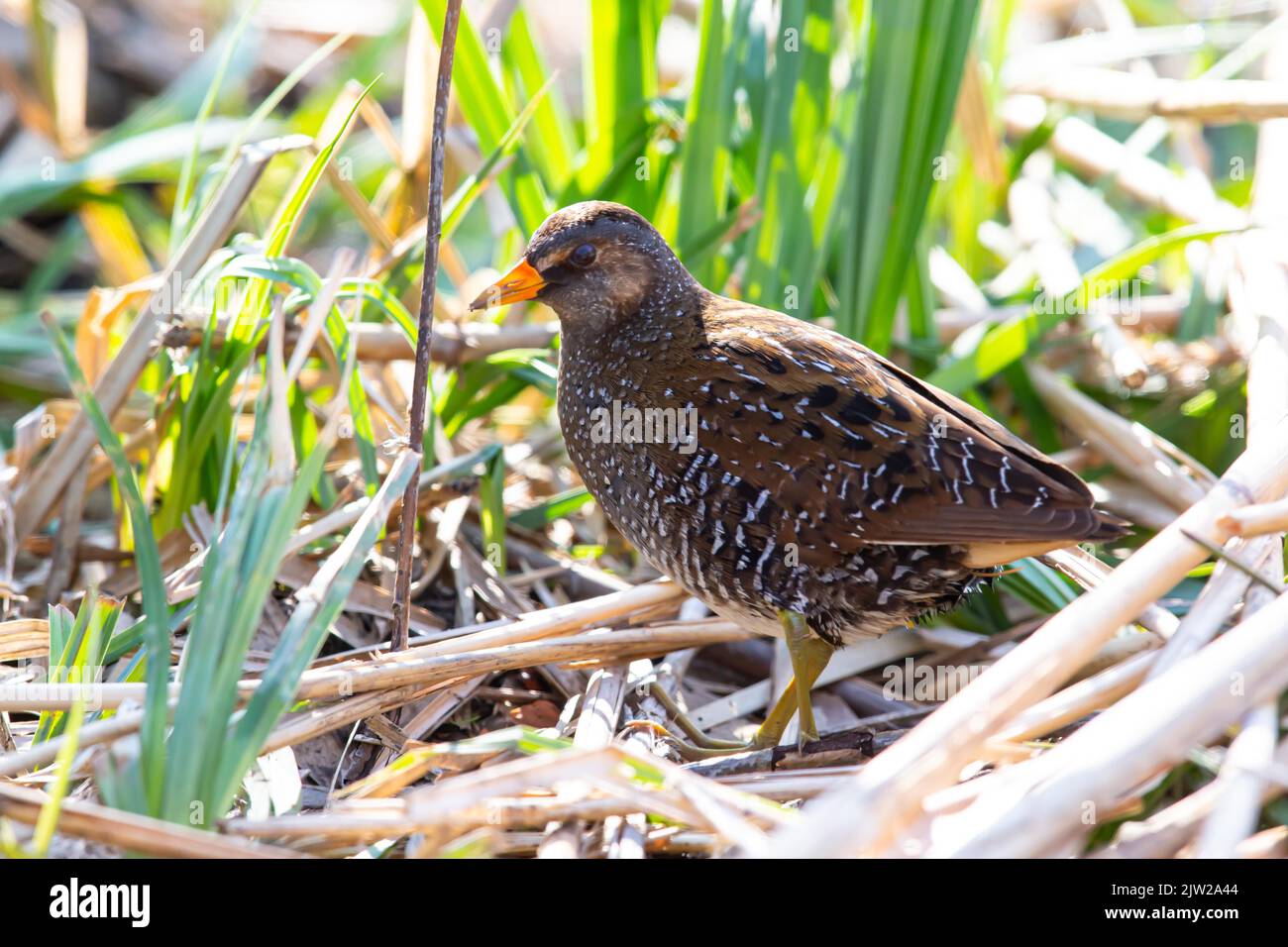Spotted Crake (Porzana porzana) Germany Stock Photo - Alamy