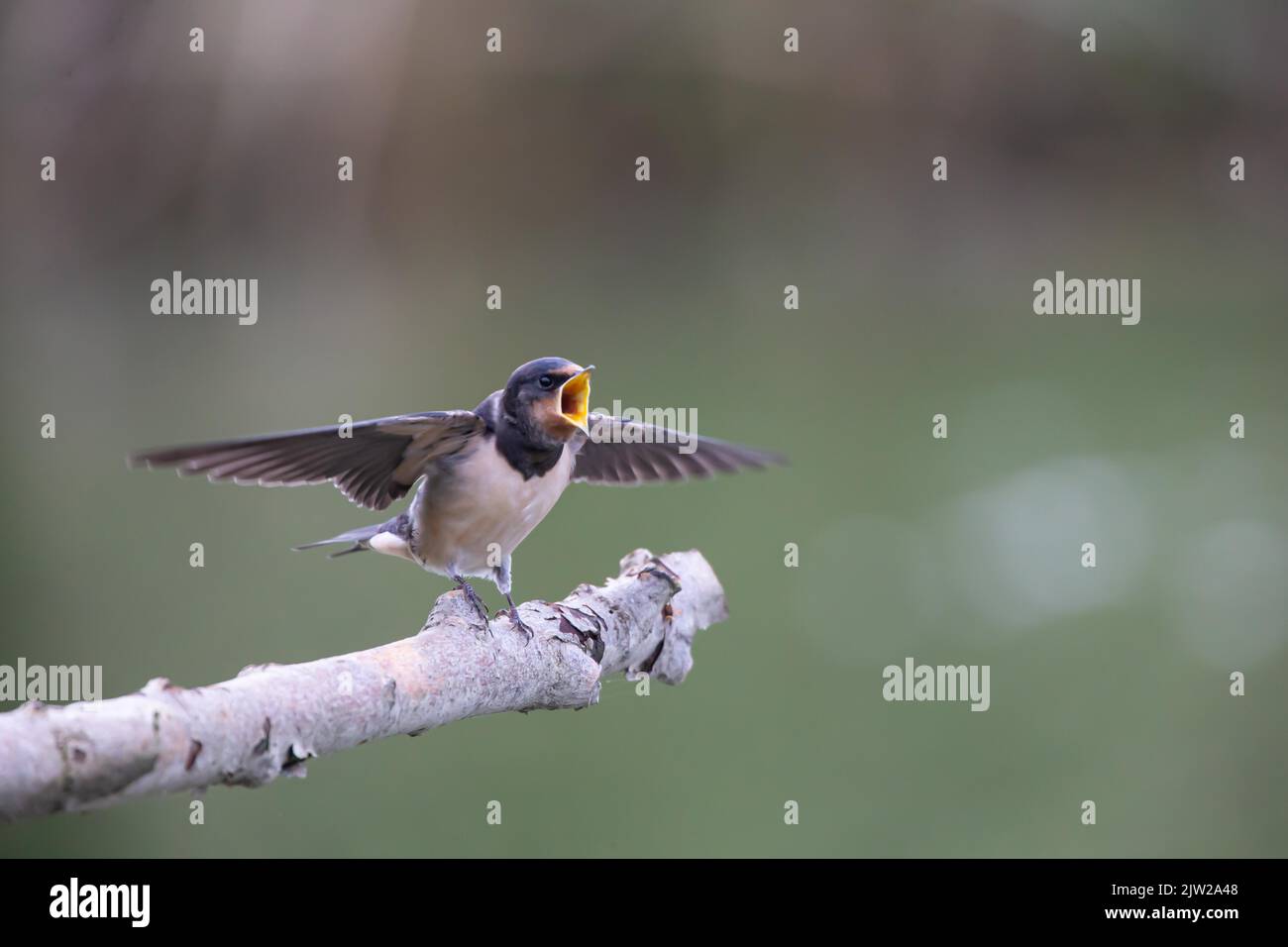 Barn Swallow (Hirundo rustica) Young bird begging for food Stock Photo ...