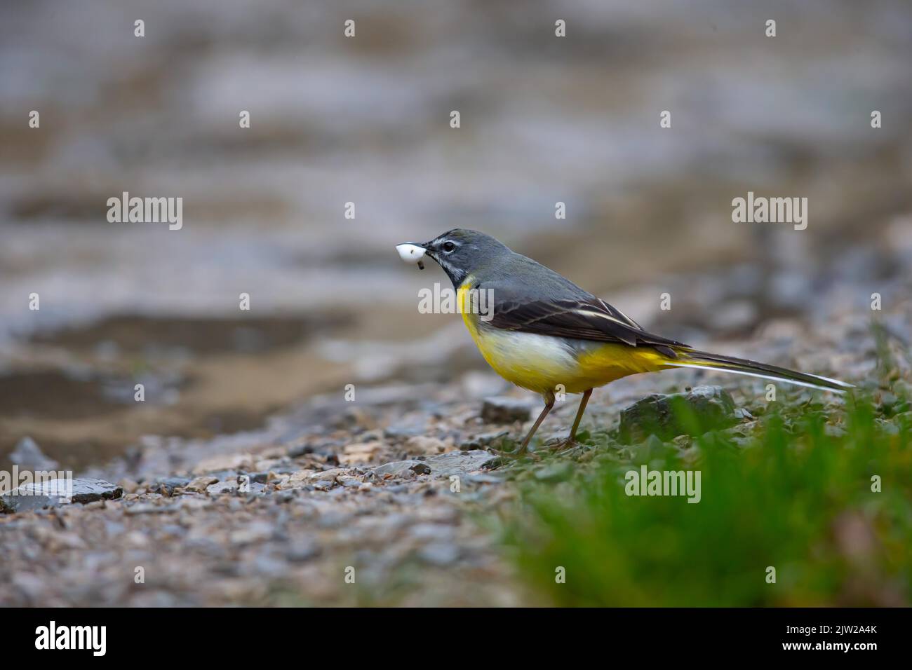 Grey Wagtail (Motacilla cinerea) disposes of the droppings of its young ...