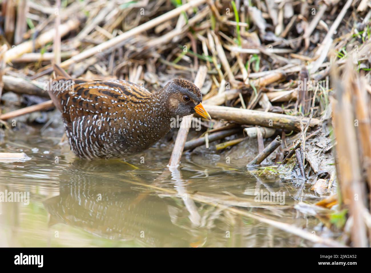 Spotted Crake (Porzana porzana) Germany Stock Photo - Alamy
